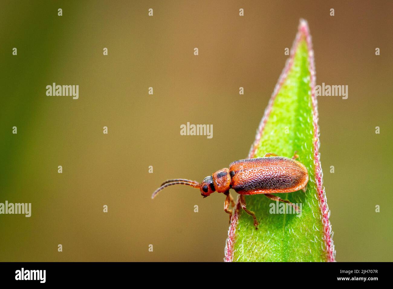 Purple Loosestrife Beetle