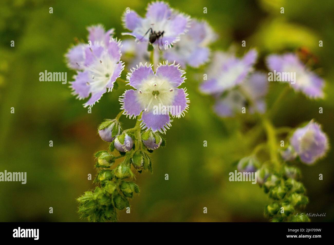 Miami mist hi-res stock photography and images - Alamy