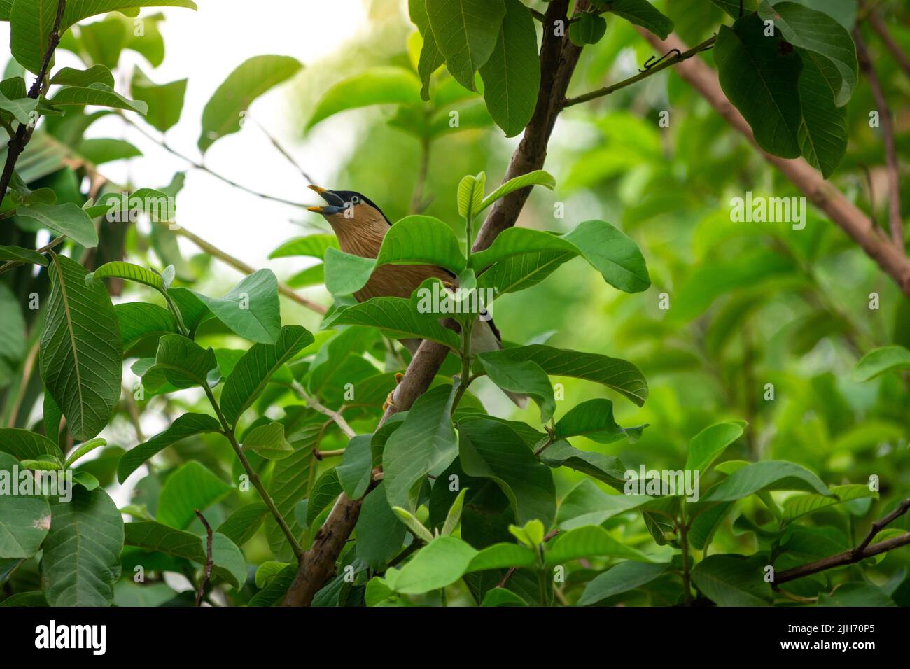 Small bird sitting on tree hi-res stock photography and images - Alamy