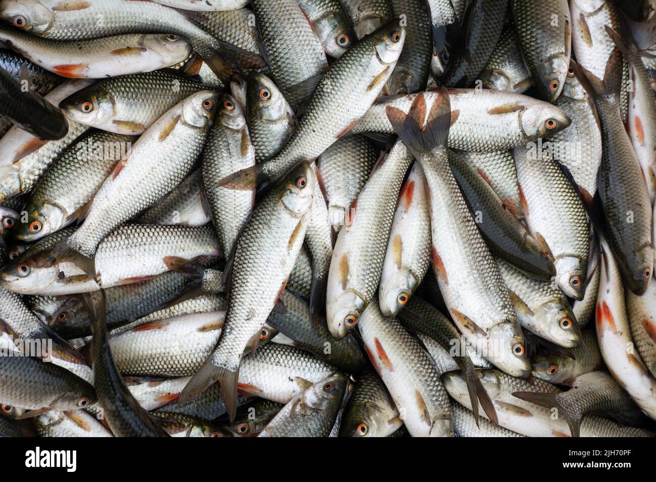 Fresh fish at the fish market Stock Photo - Alamy