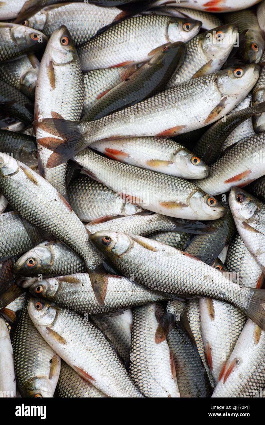 Fresh fish at the fish market Stock Photo - Alamy