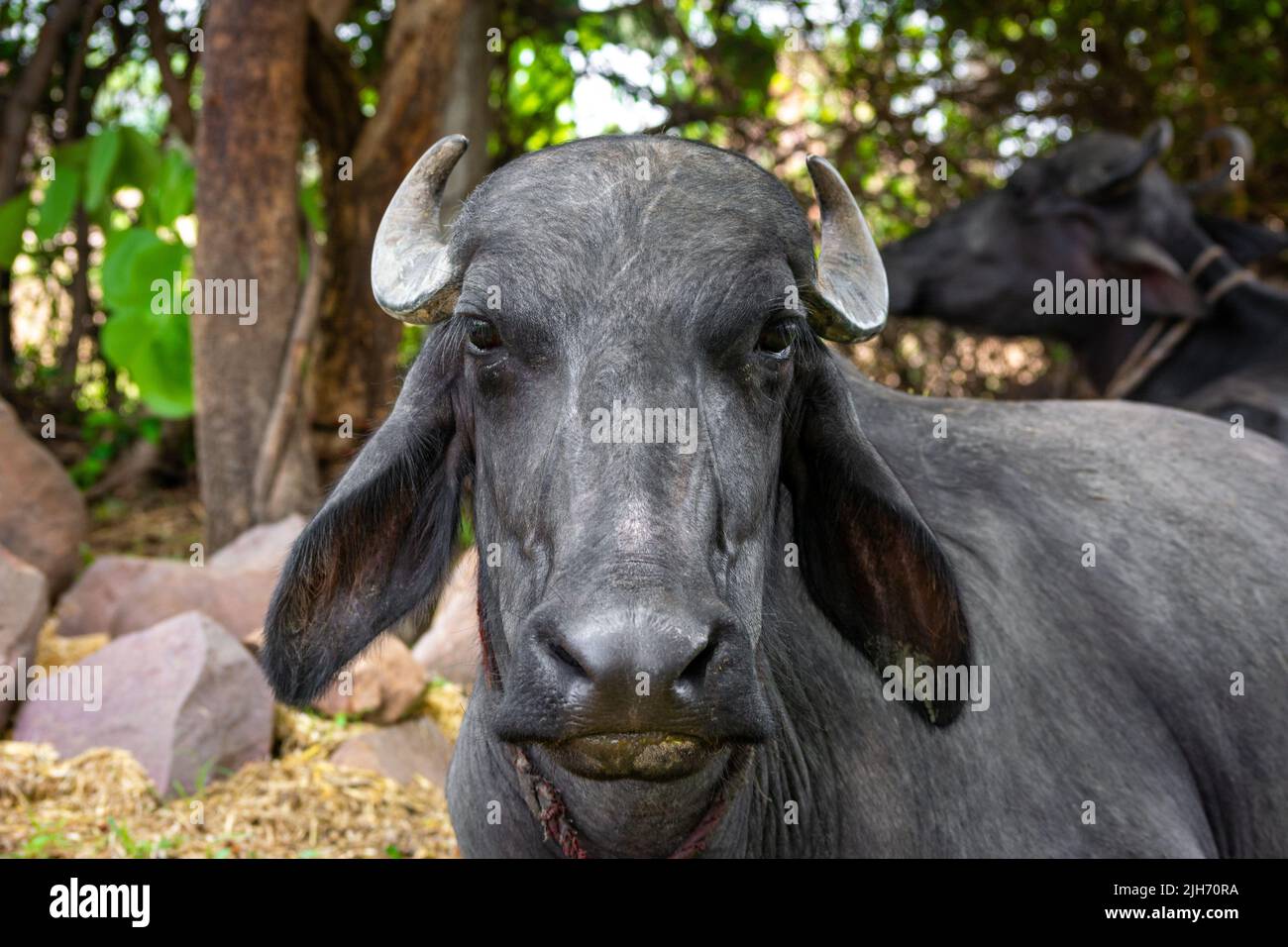Bull under tree hi-res stock photography and images - Alamy