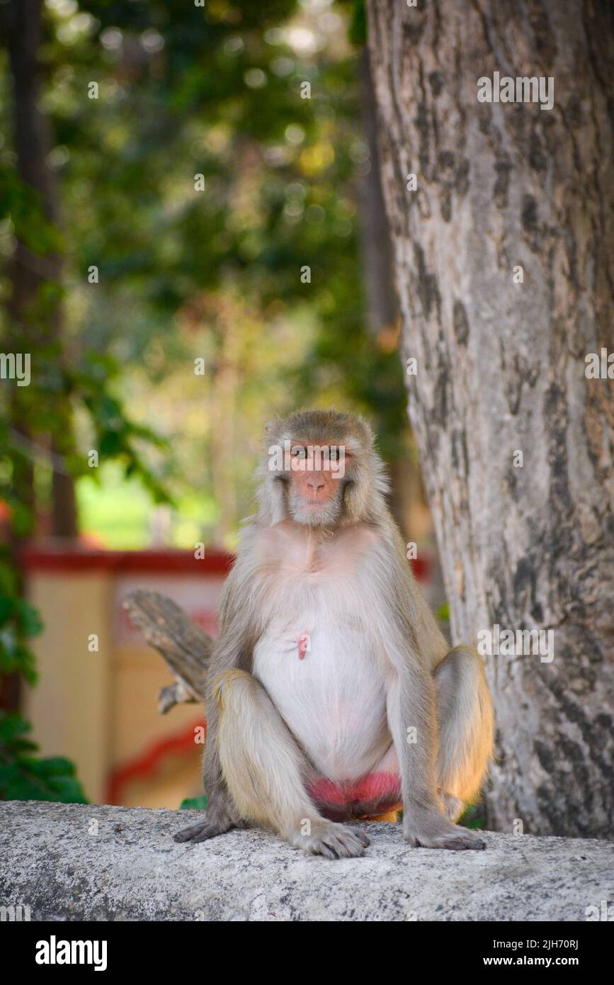 Rhesus macaque (Macaca mulatta) or Indian Monkey in forest Stock Photo ...