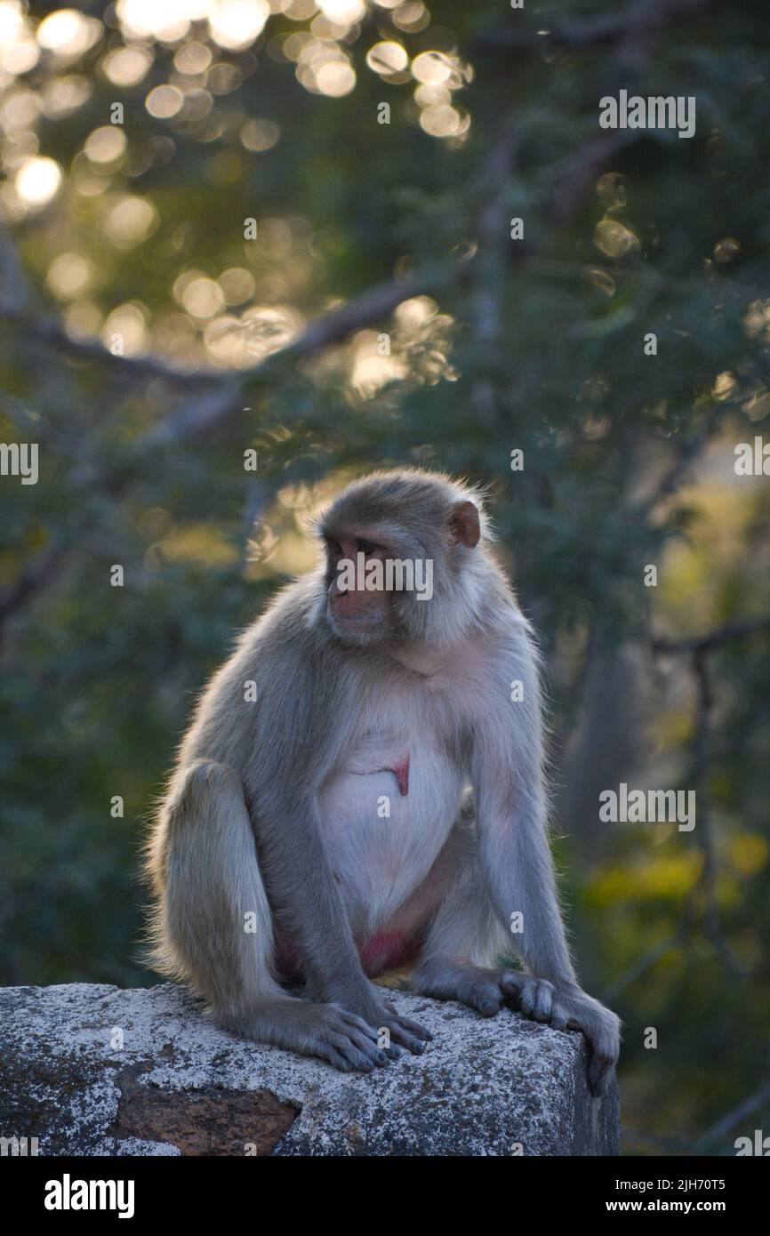 Rhesus macaque (Macaca mulatta) or Indian Monkey in forest Stock Photo - Alamy