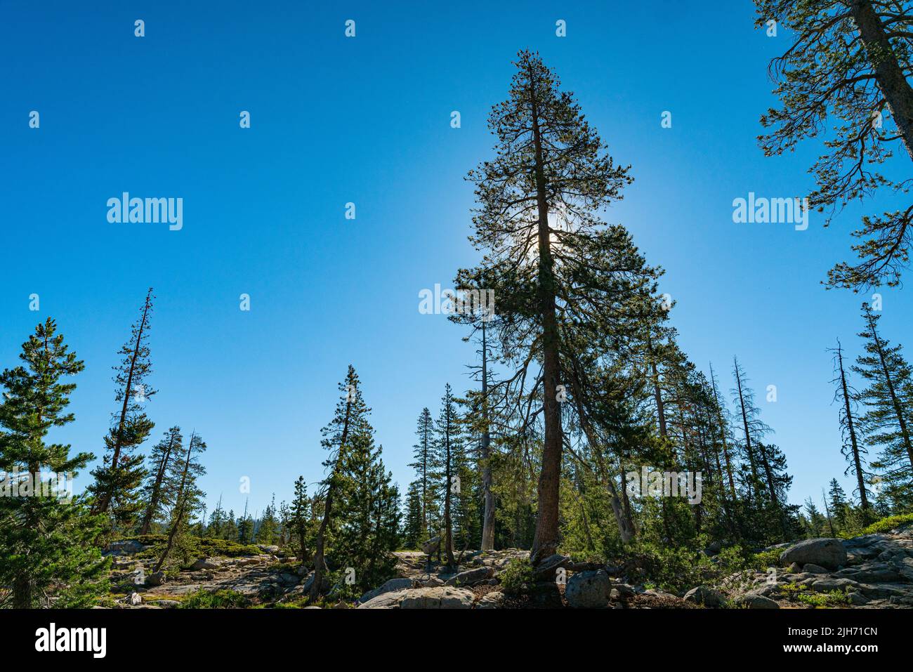 Large pine stands beside Pacific Crest Trail in Sierra Nevada mountain ...