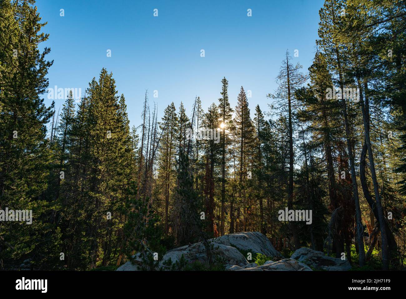 Rising sun throws shadows through the trees in California's Sierra ...