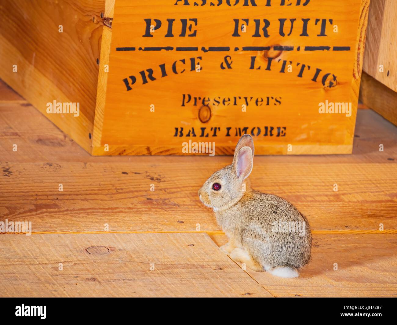 Wyoming, JUL 3 2022 - Close up shot of a rabbit in the Fort Caspar ...