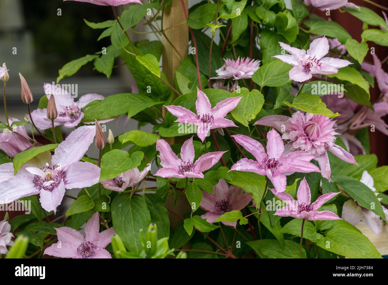 'Multi Pink' Early Large-flowered group, Klematis (Clematis hybrid ...