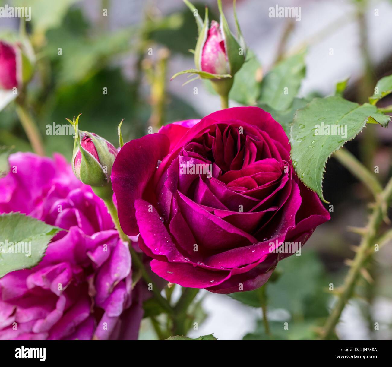 American garden rose selections hi-res stock photography and images - Alamy