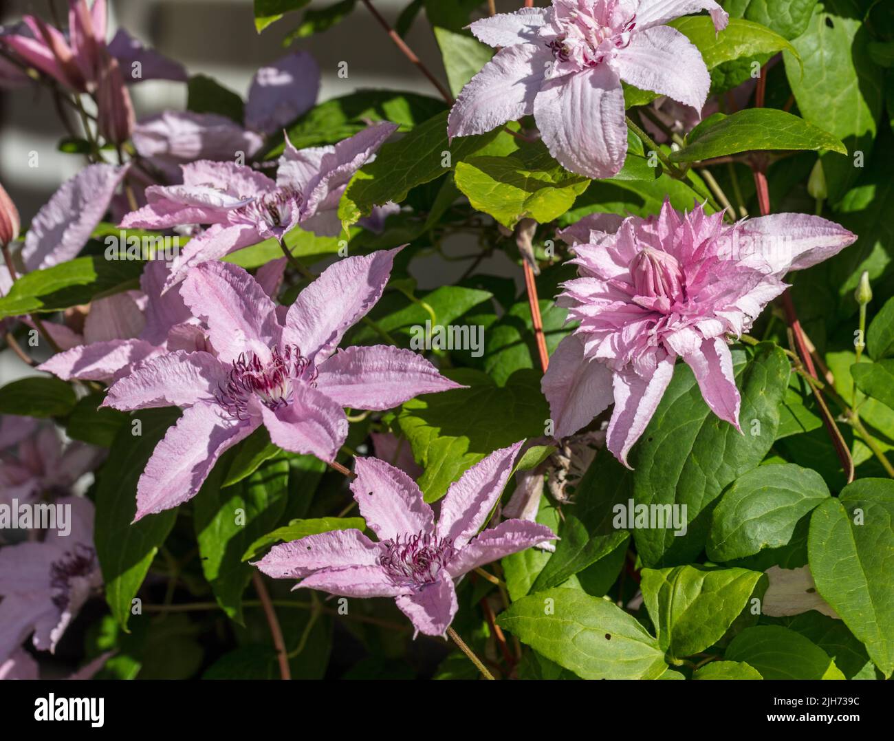 'Multi Pink' Early Large-flowered group, Klematis (Clematis hybrid ...