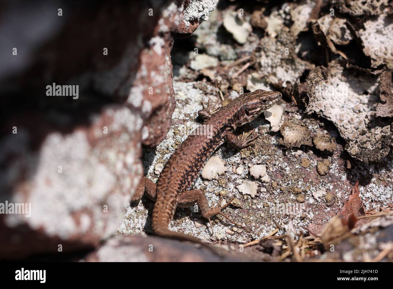 common lizard climbing on a sandstone rock Stock Photo - Alamy