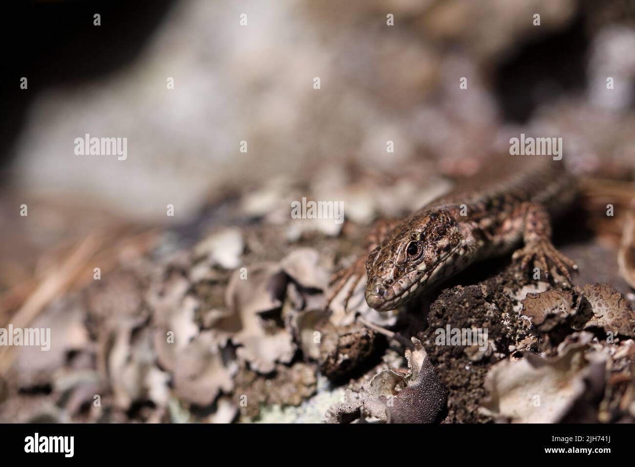 common lizard climbing on a sandstone rock Stock Photo - Alamy