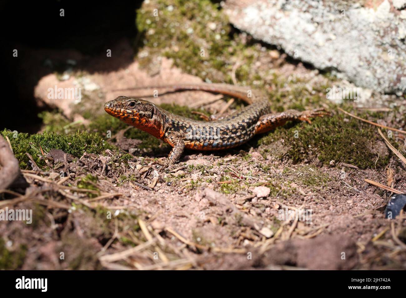 common lizard climbing on a sandstone rock Stock Photo - Alamy