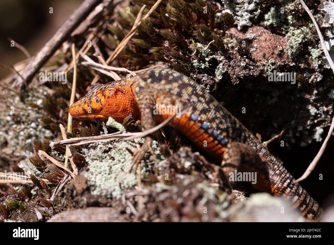 common lizard climbing on a sandstone rock Stock Photo - Alamy