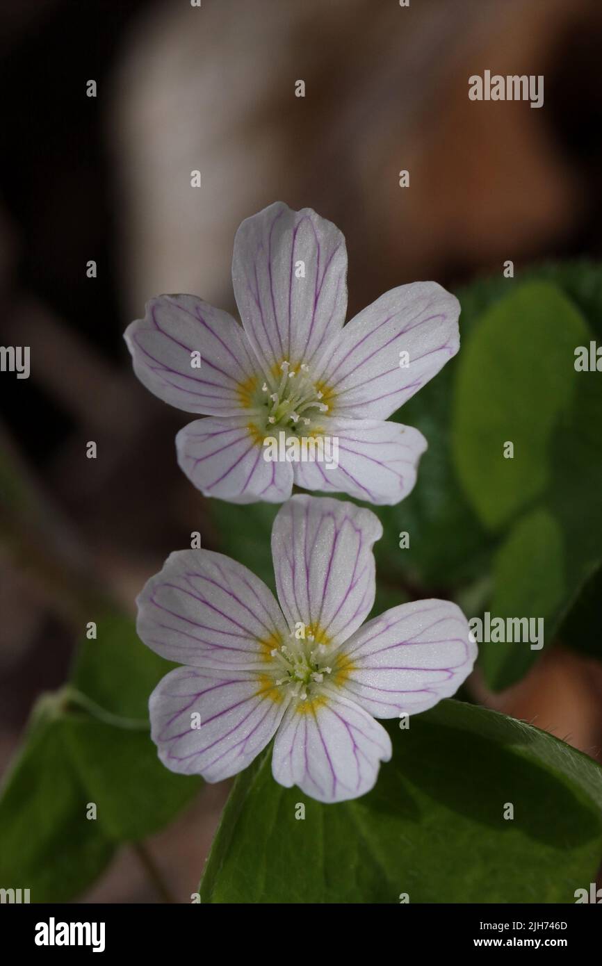 flowering common sorrel in spring Stock Photo - Alamy