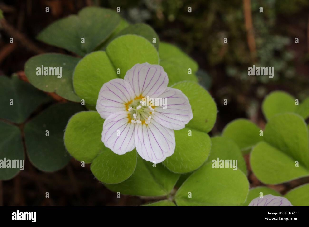 flowering common sorrel in spring Stock Photo - Alamy