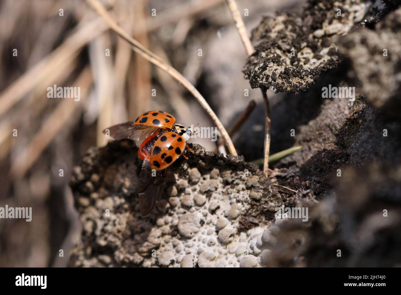 Ladybug prepares to fly away Stock Photo - Alamy