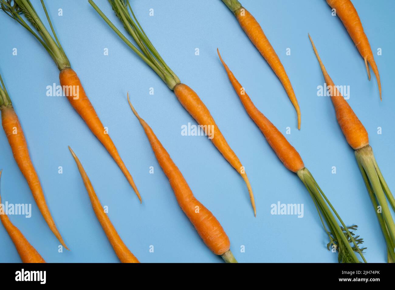 young carrot on blue background, healthy food concept loop, trendy ...