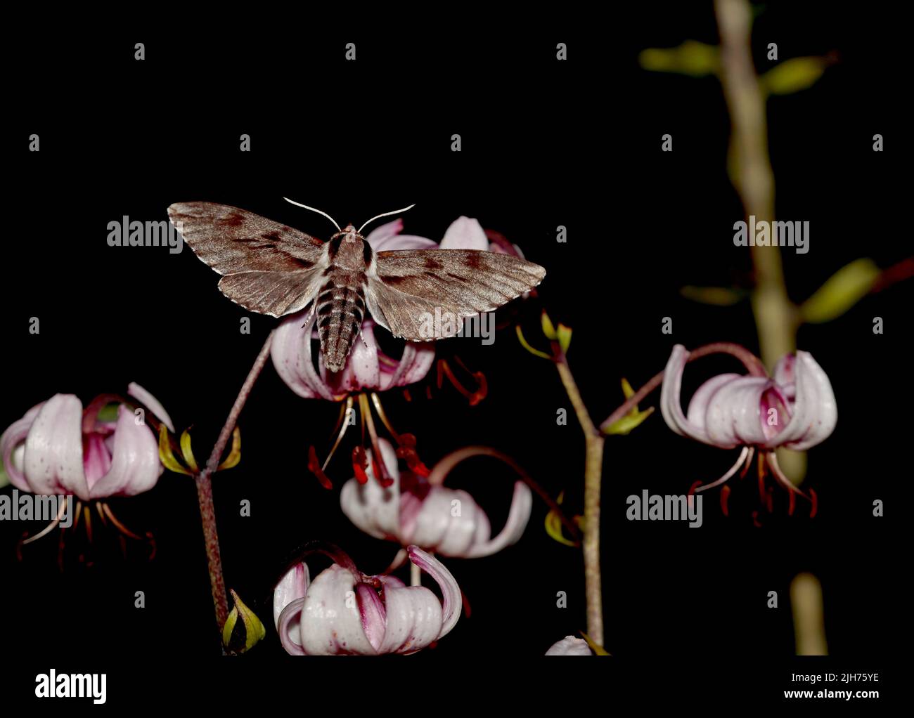 Moth flying hi-res stock photography and images - Alamy
