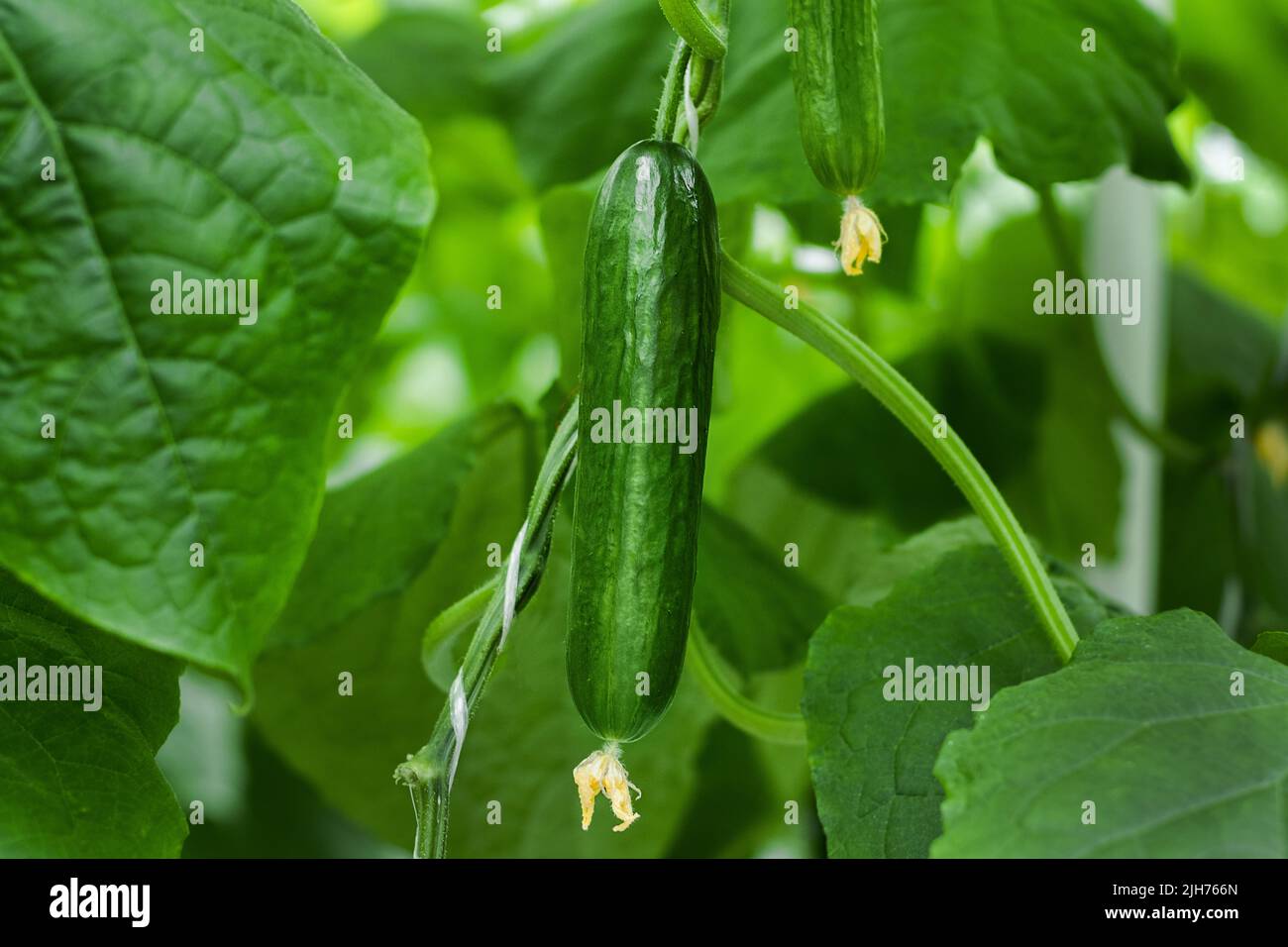 Greenhouse with fresh ripe cucumber. Organic food and vegetables ...