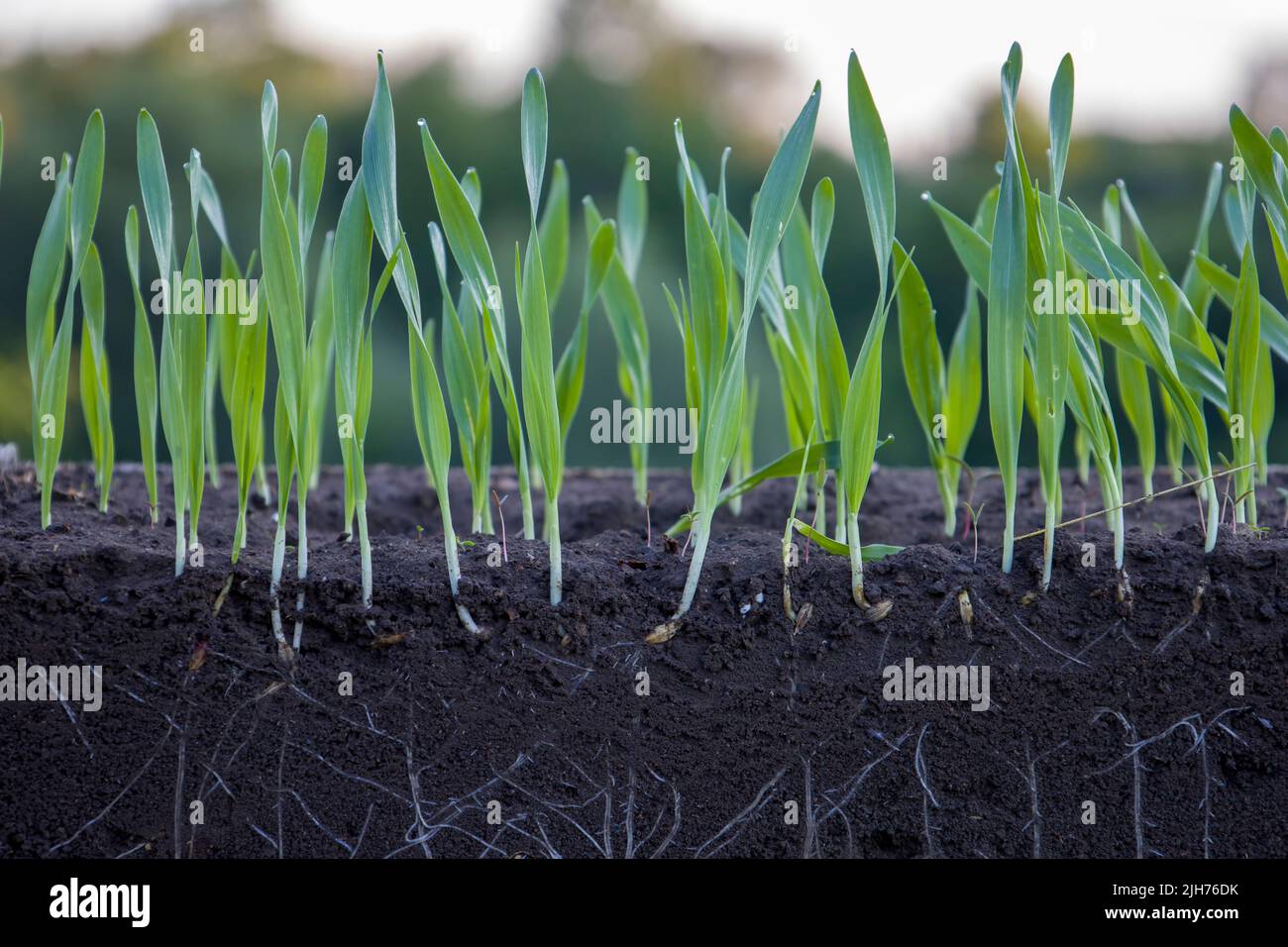 Sprouted shoots of barley and wheat in soil with roots. Blurred ...
