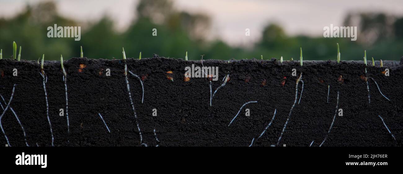 Germinated shoots of corn in the soil with roots. Blurred background ...