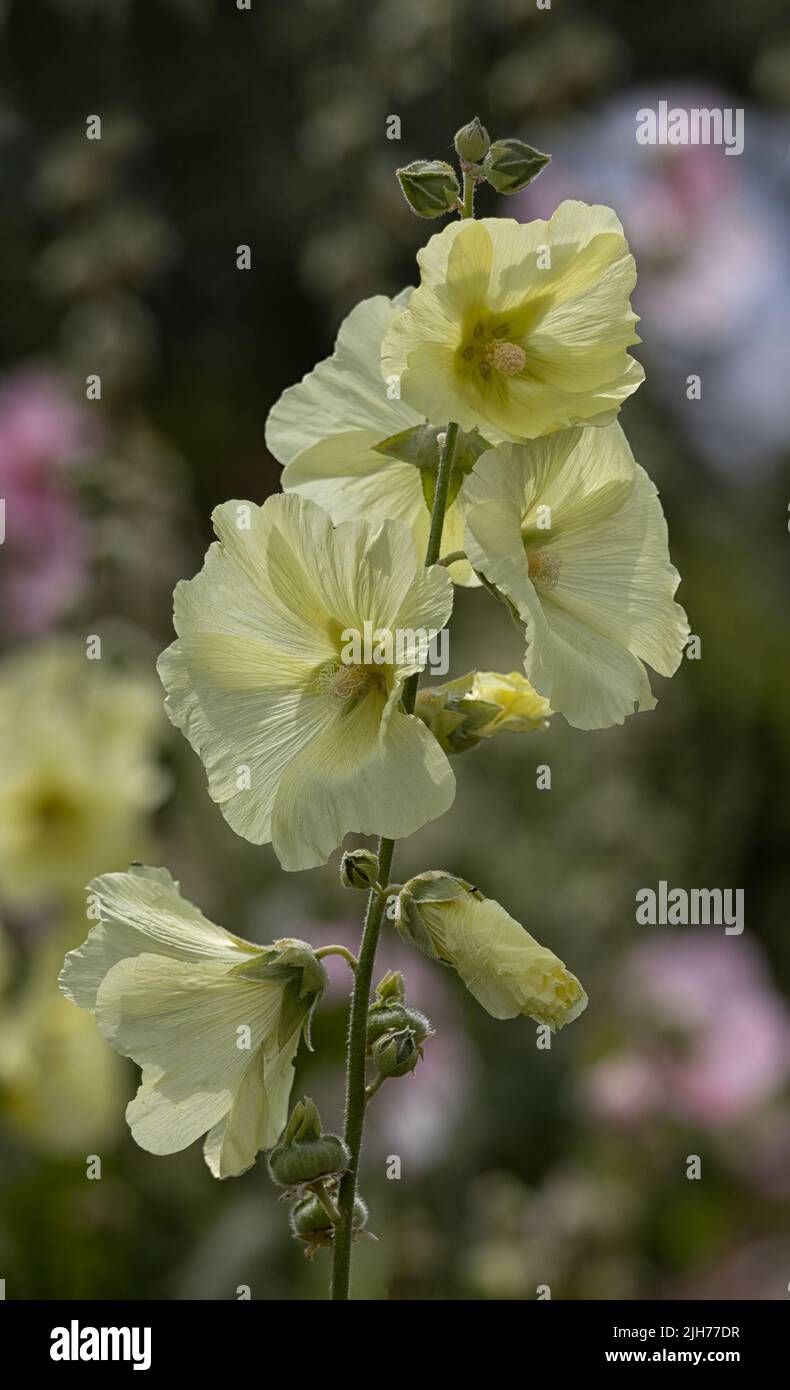 Closeup of yellow flowers of hollyhock (Alcea rosea) in a cottage ...