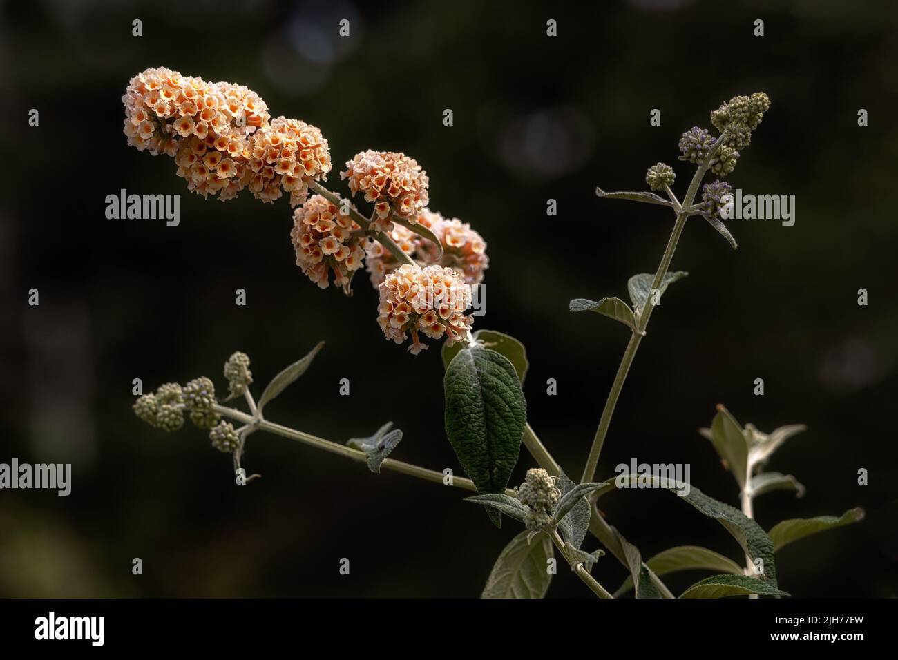 Closeup of flower spike of Buddleja × weyeriana 'Moonlight' shrub ...