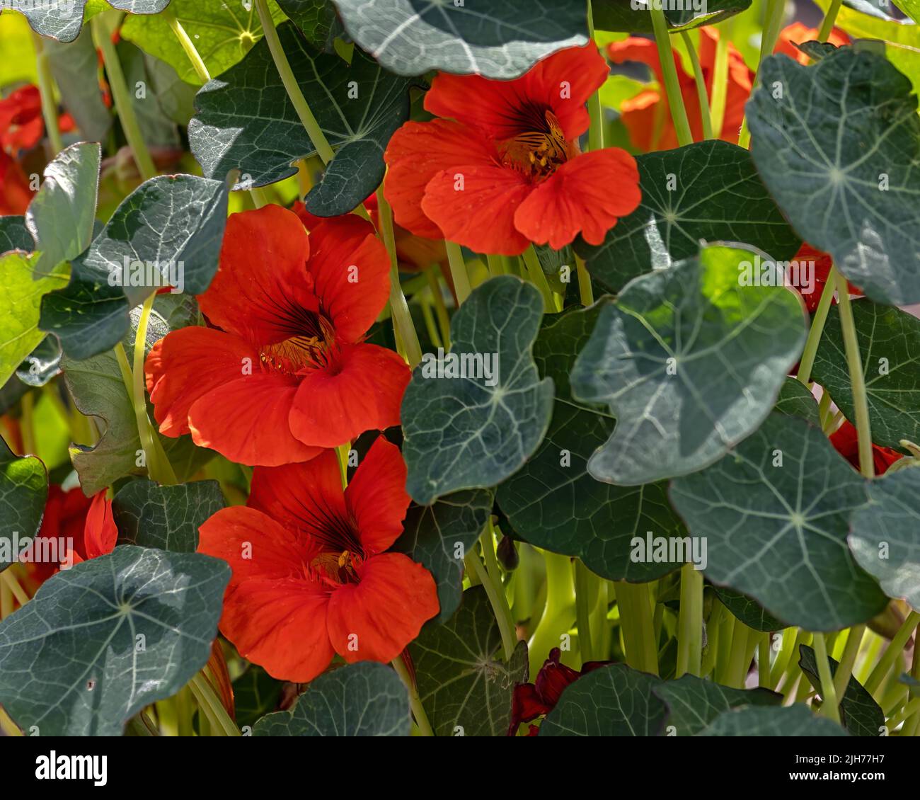 Nasturtium blue pepe hi-res stock photography and images - Alamy