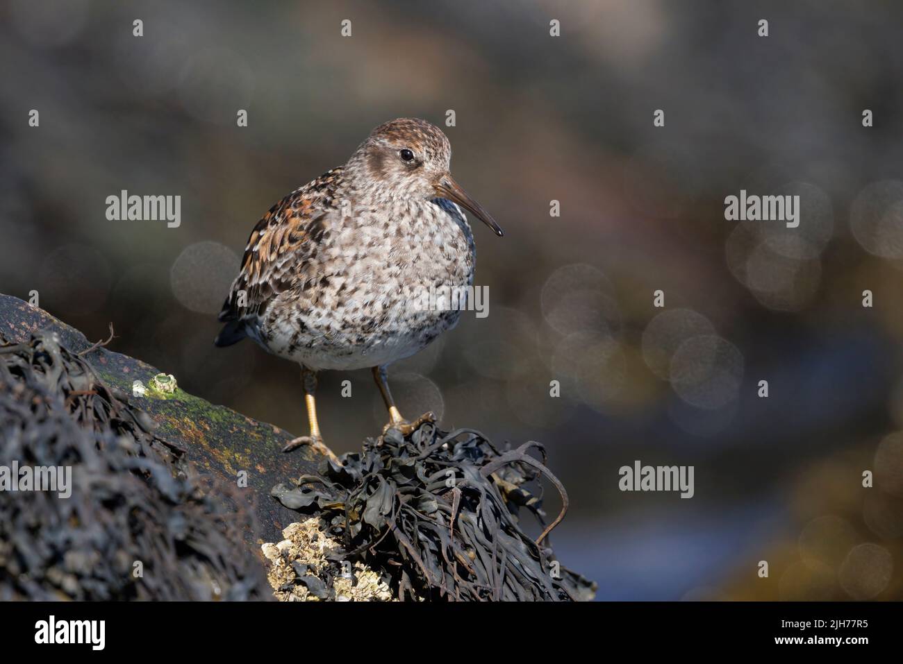 Purple Sandpiper, Vardo, Norway, June 2022 Stock Photo - Alamy