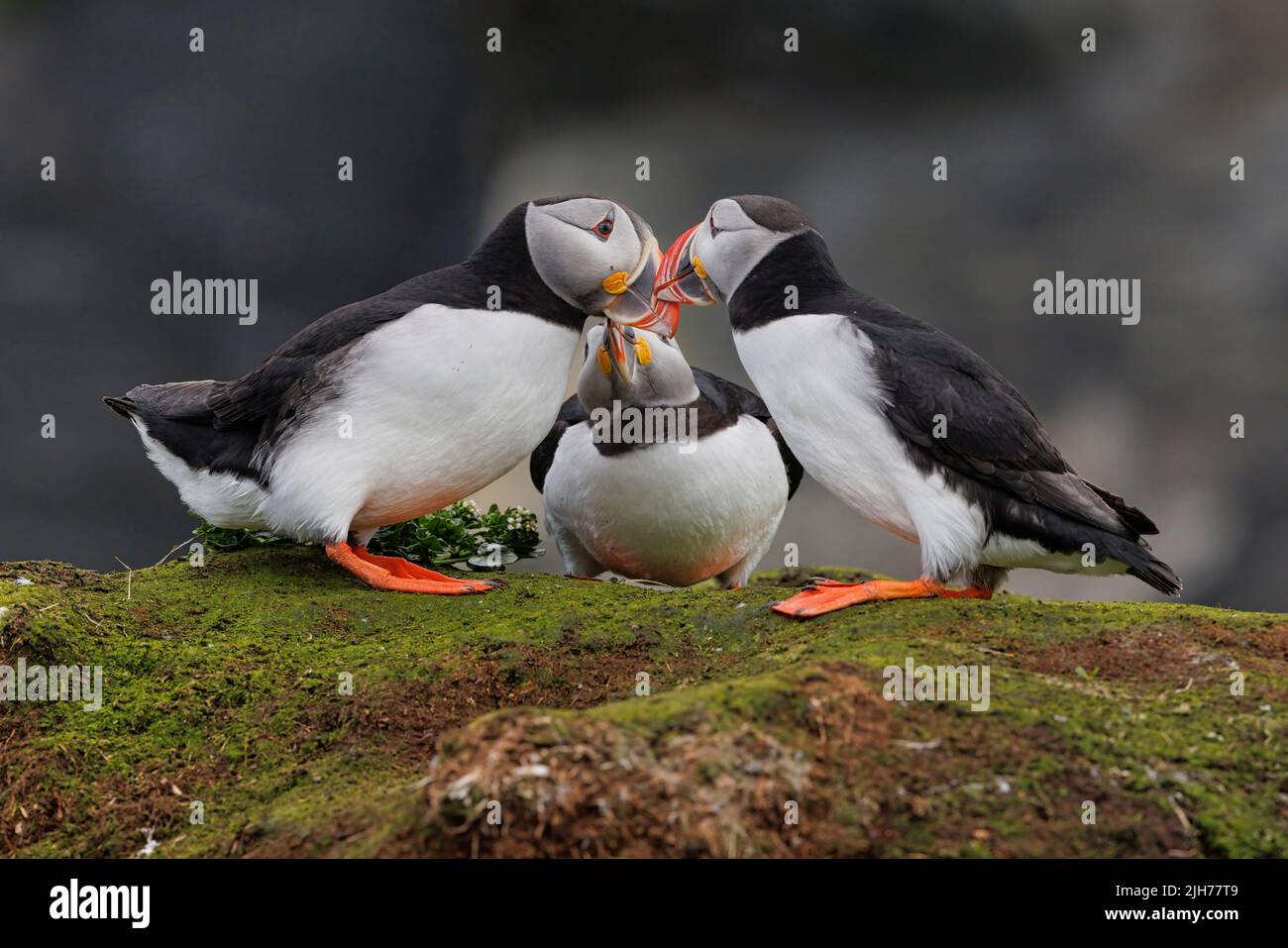 Atlantic Puffin, Hornoya, Norway, June 2022 Stock Photo - Alamy