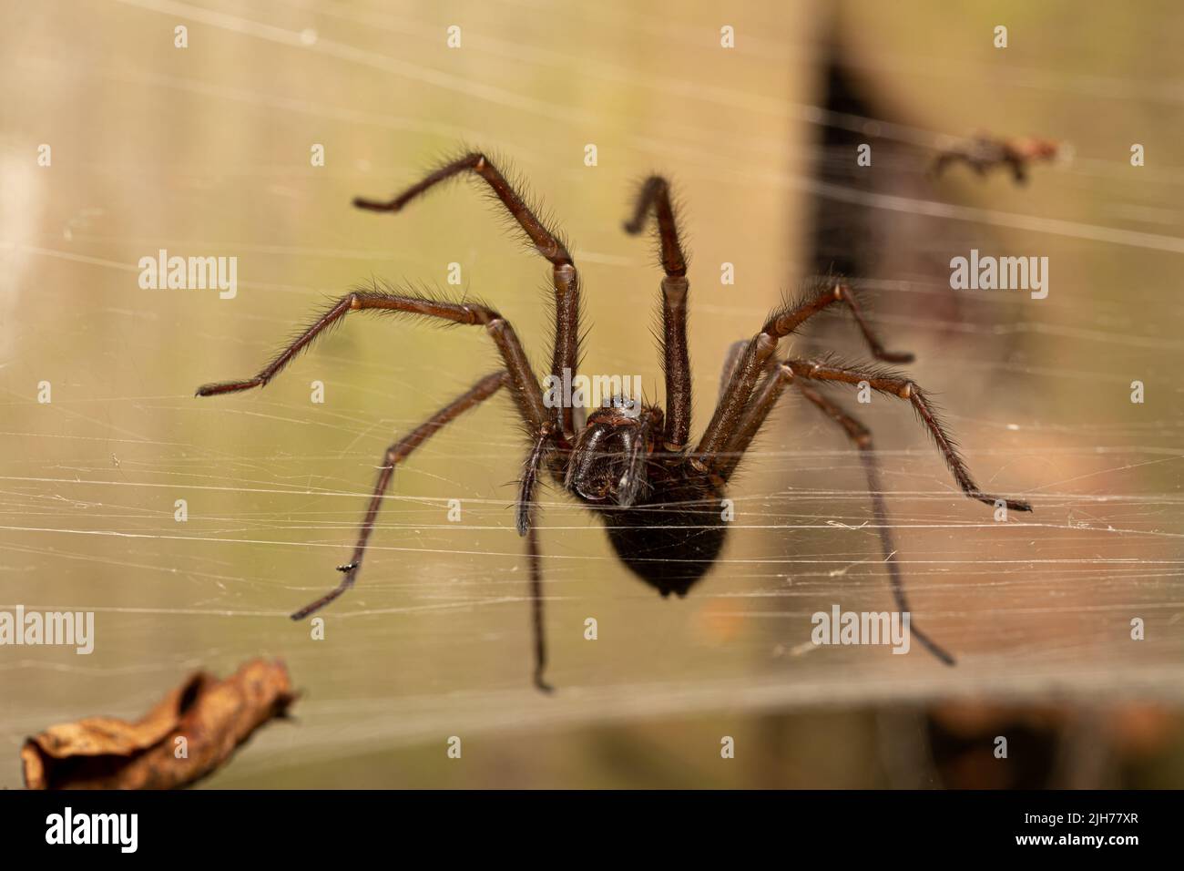Black house spider hi-res stock photography and images - Alamy
