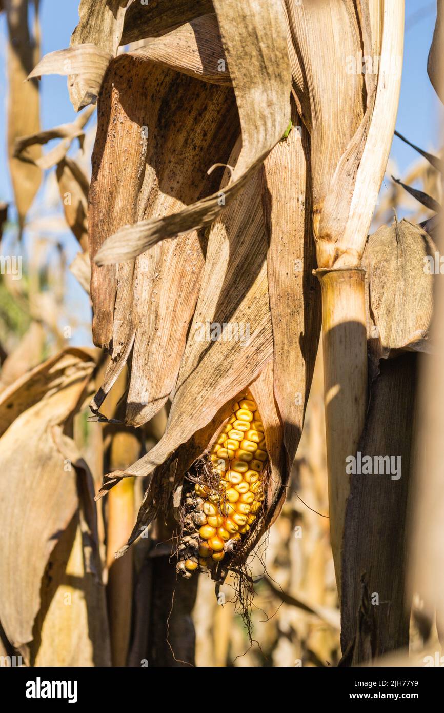 A ripe ear of corn on the stalk ripe for picking Stock Photo - Alamy