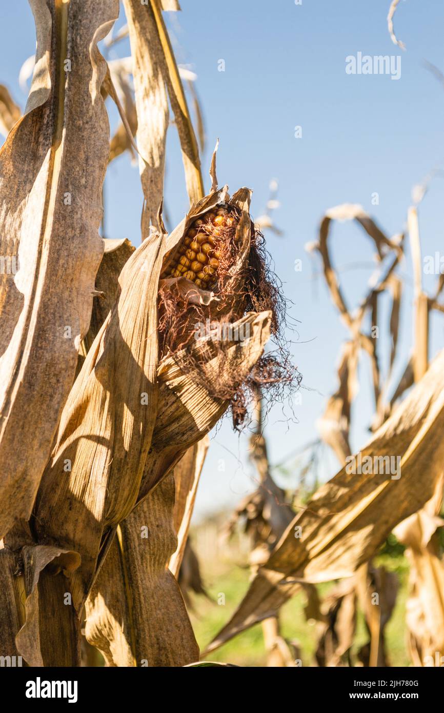 A ripe ear of corn on the stalk ripe for picking Stock Photo - Alamy