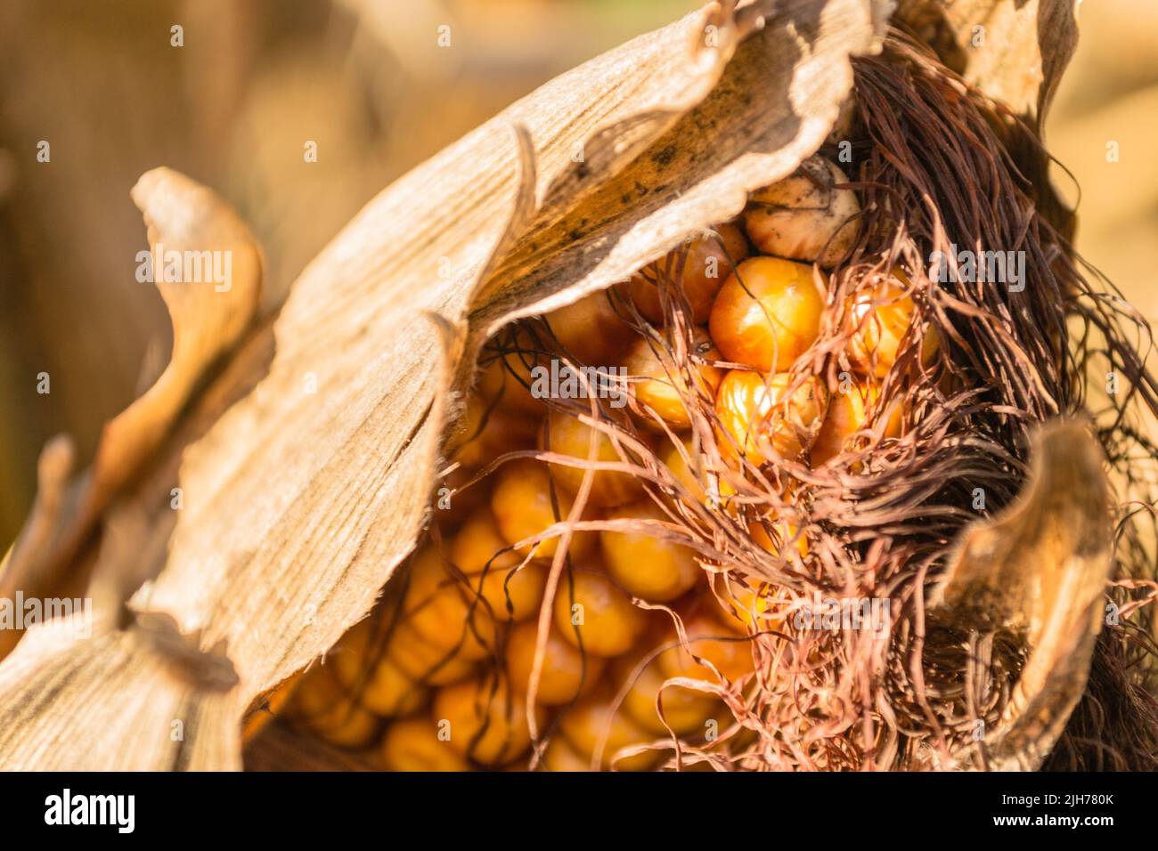 A ripe ear of corn on the stalk ripe for picking Stock Photo - Alamy