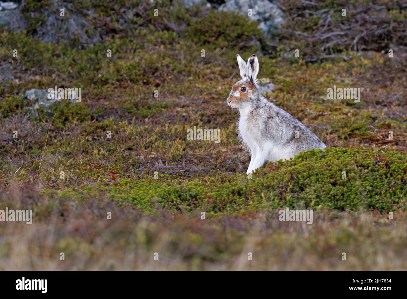Arctic hare hi-res stock photography and images - Alamy