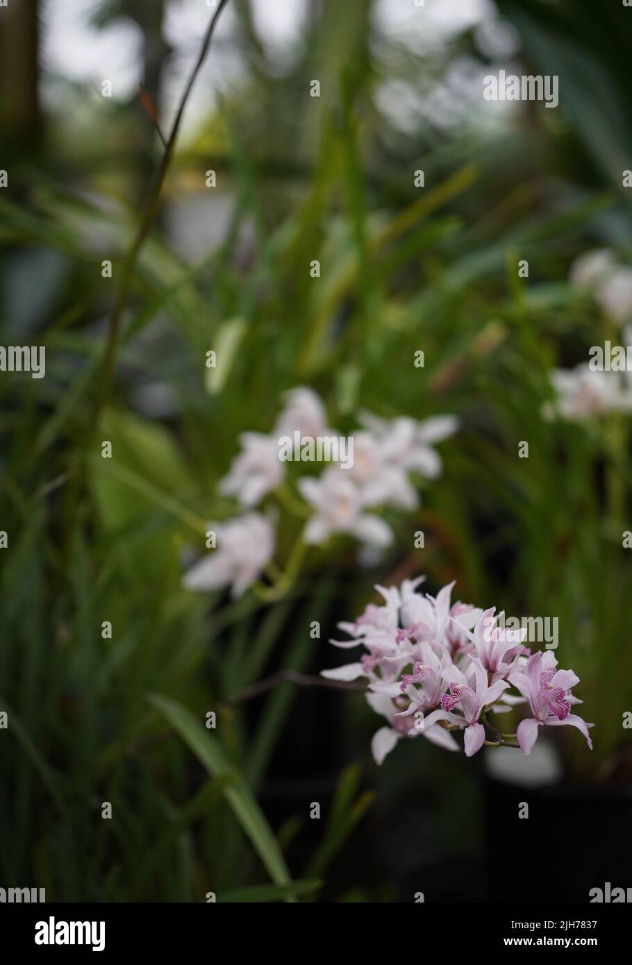 Image of a violet flowers, known as Lilies, in the botanical garden ...