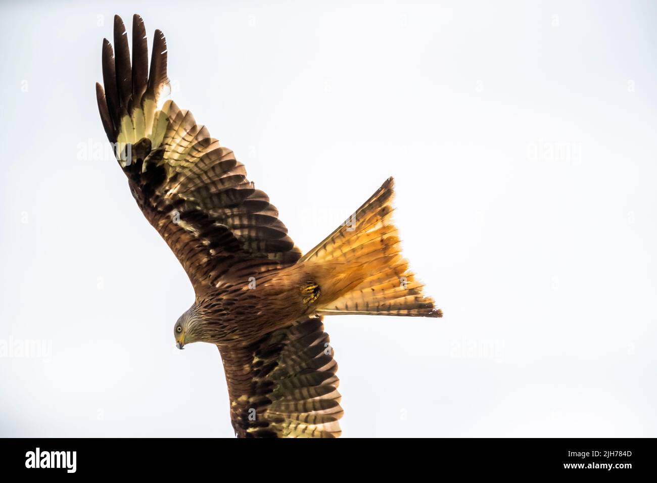 Red Kite - Milvus milvus Stock Photo - Alamy