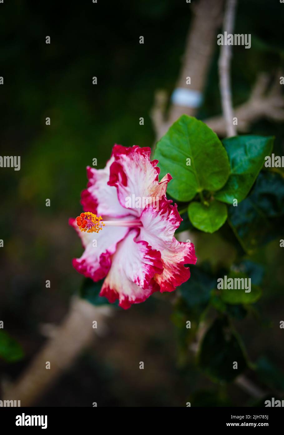 Photo of tropical flower known as shoeblack plant Stock Photo - Alamy