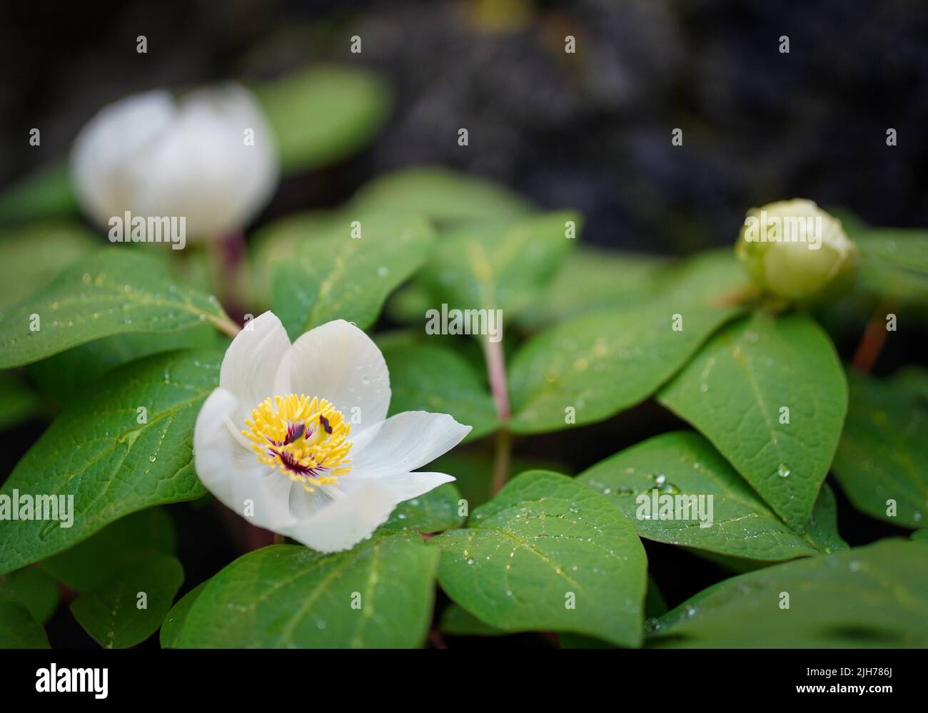 Photo of small flower in botanical garden in Japan with green ...