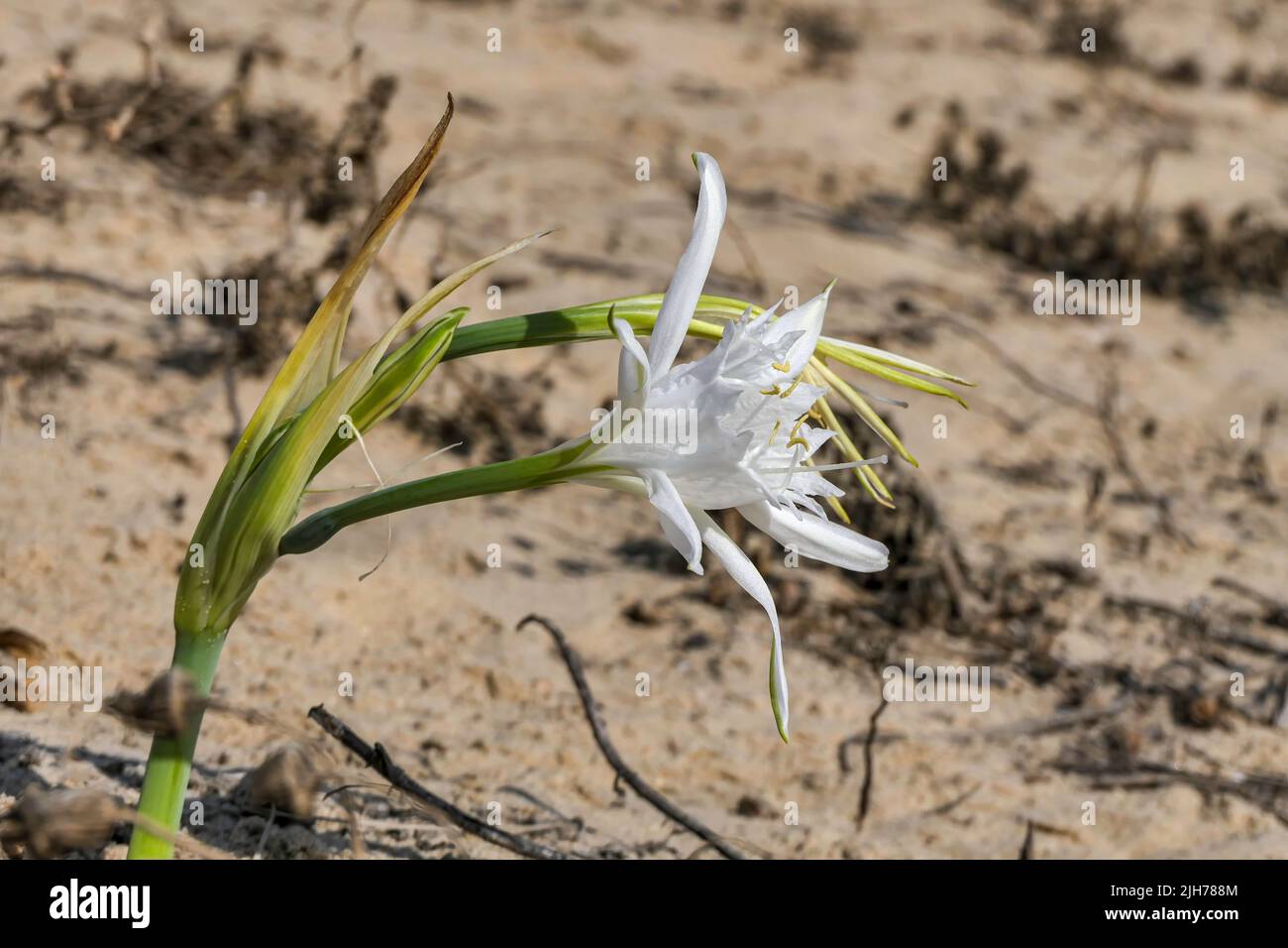 Sand lily or Sea daffodil closeup view. Pancratium maritimum, wild ...