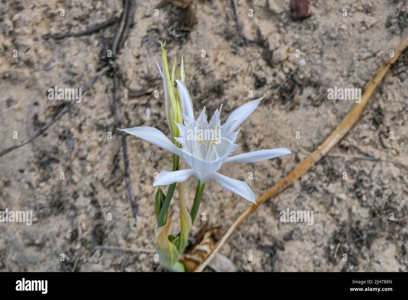 Sand lily or Sea daffodil closeup view. Pancratium maritimum, wild ...