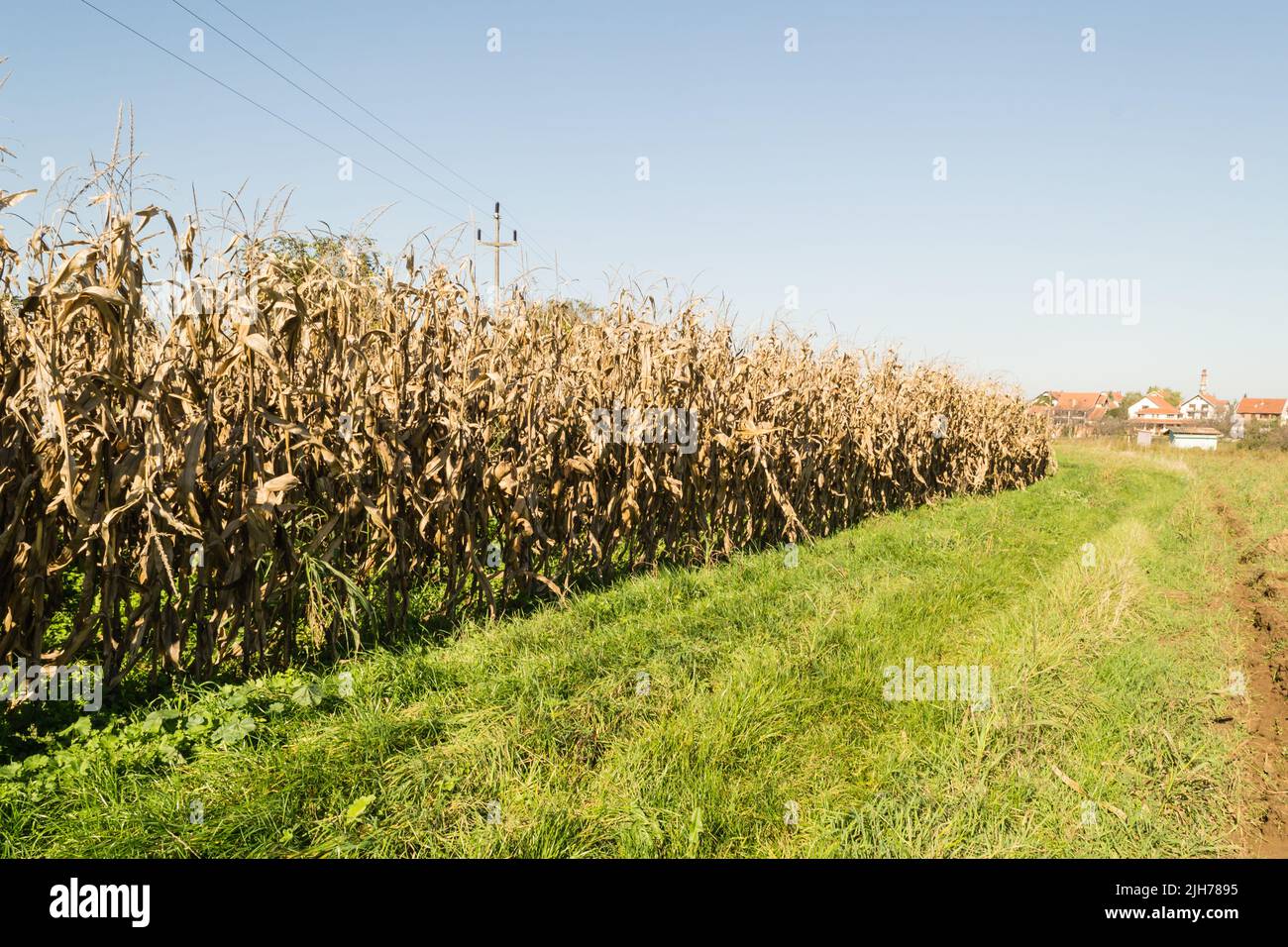 Corn picking hi-res stock photography and images - Alamy