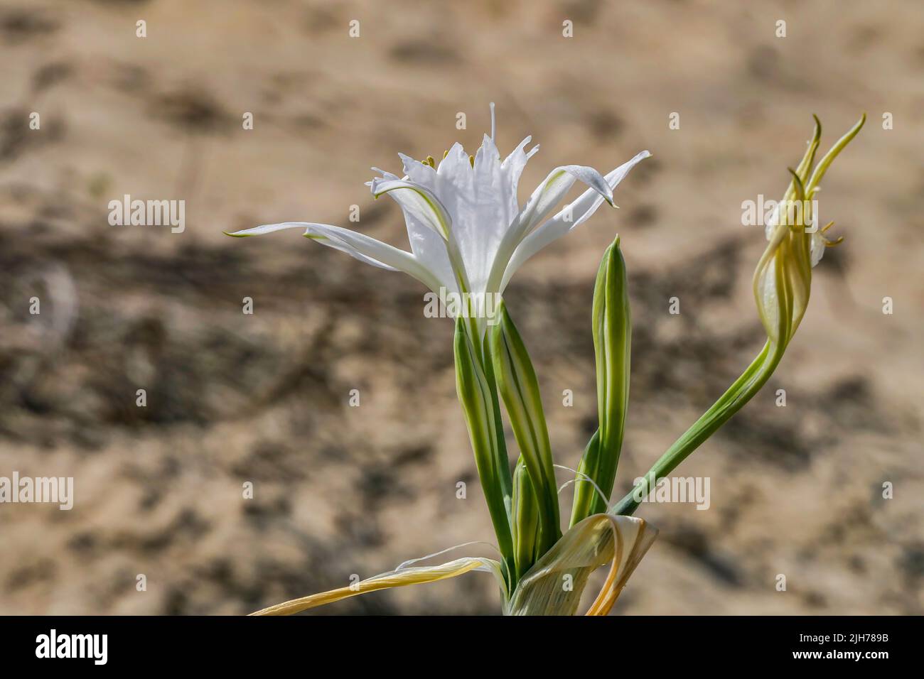 Sand lily or Sea daffodil closeup view. Pancratium maritimum, wild ...