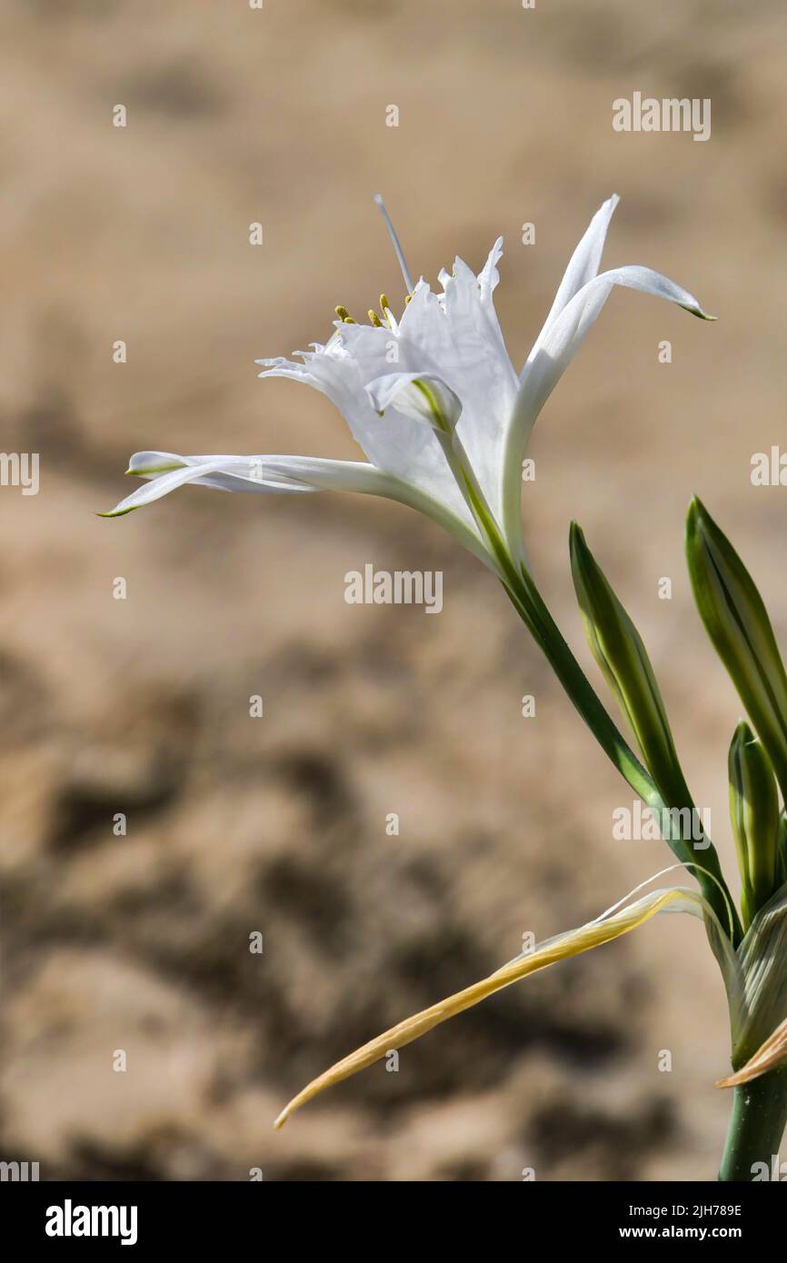Sand lily or Sea daffodil closeup view. Pancratium maritimum, wild ...