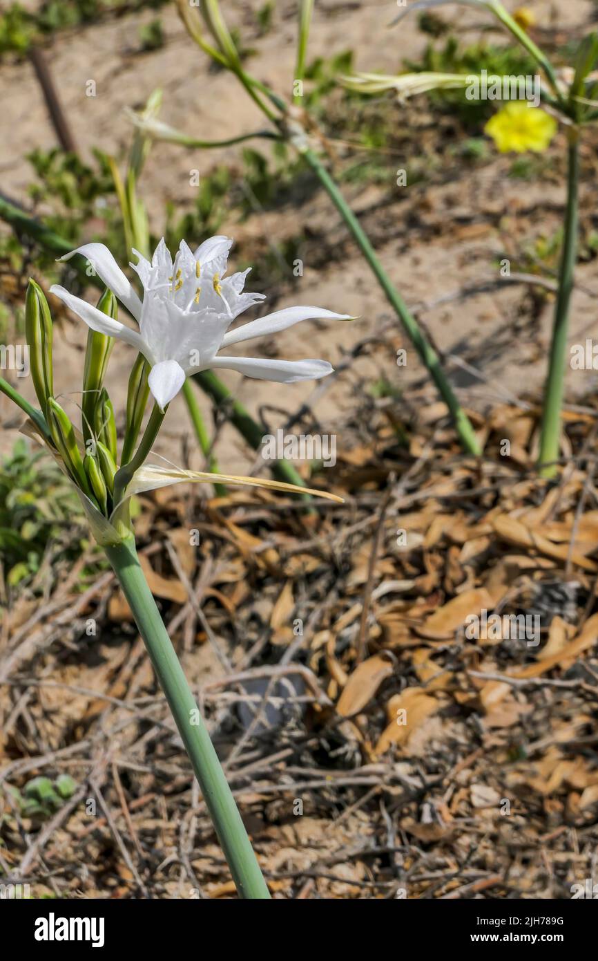Sand lily or Sea daffodil closeup view. Pancratium maritimum, wild ...