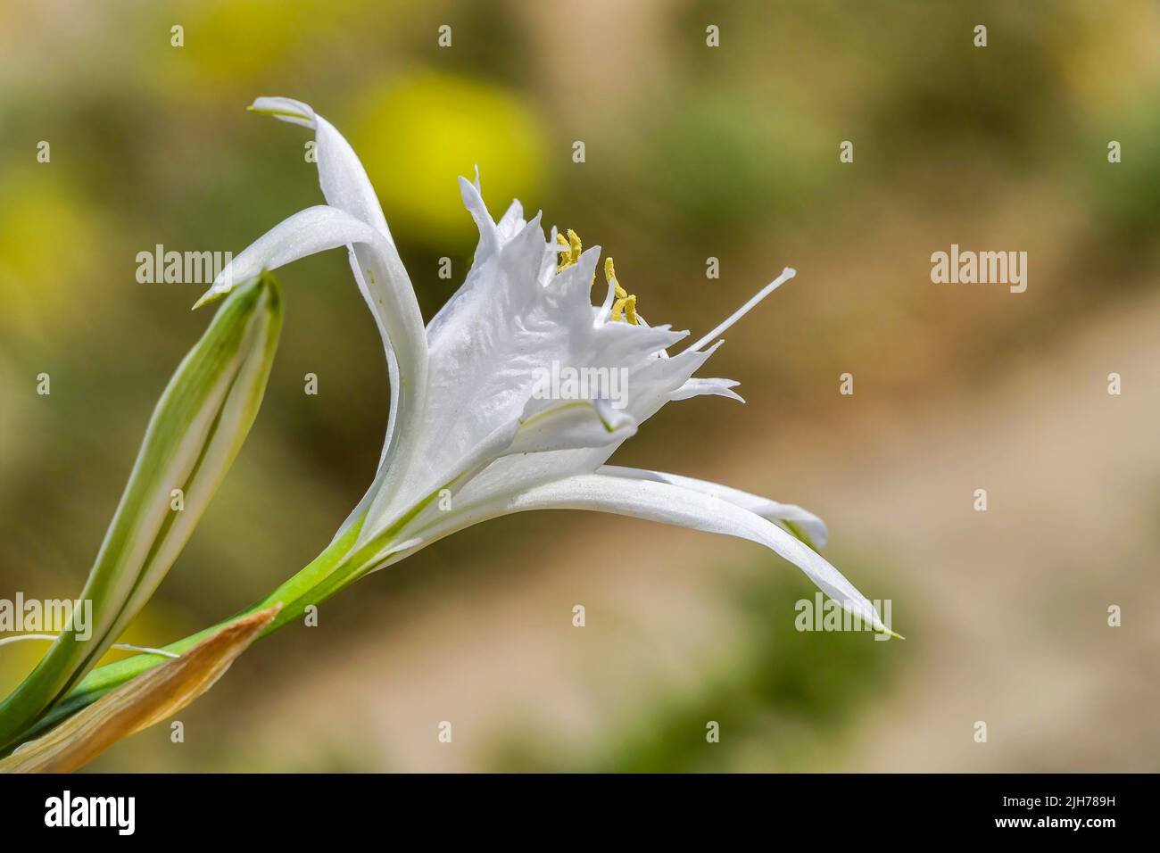 Sand lily or Sea daffodil closeup view. Pancratium maritimum, wild ...