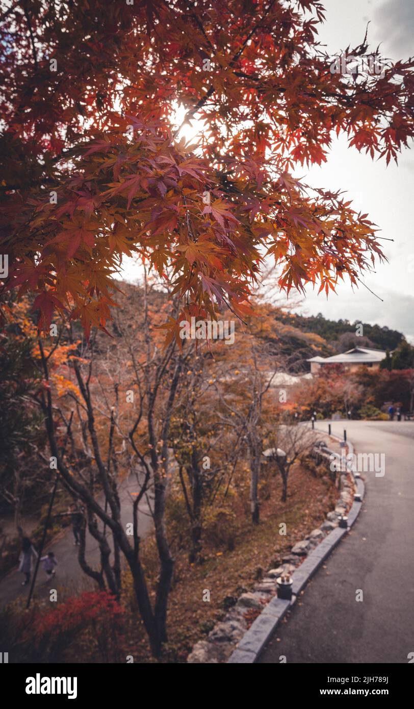 Image of maple leaves during autumn season in japan with beautiful ...