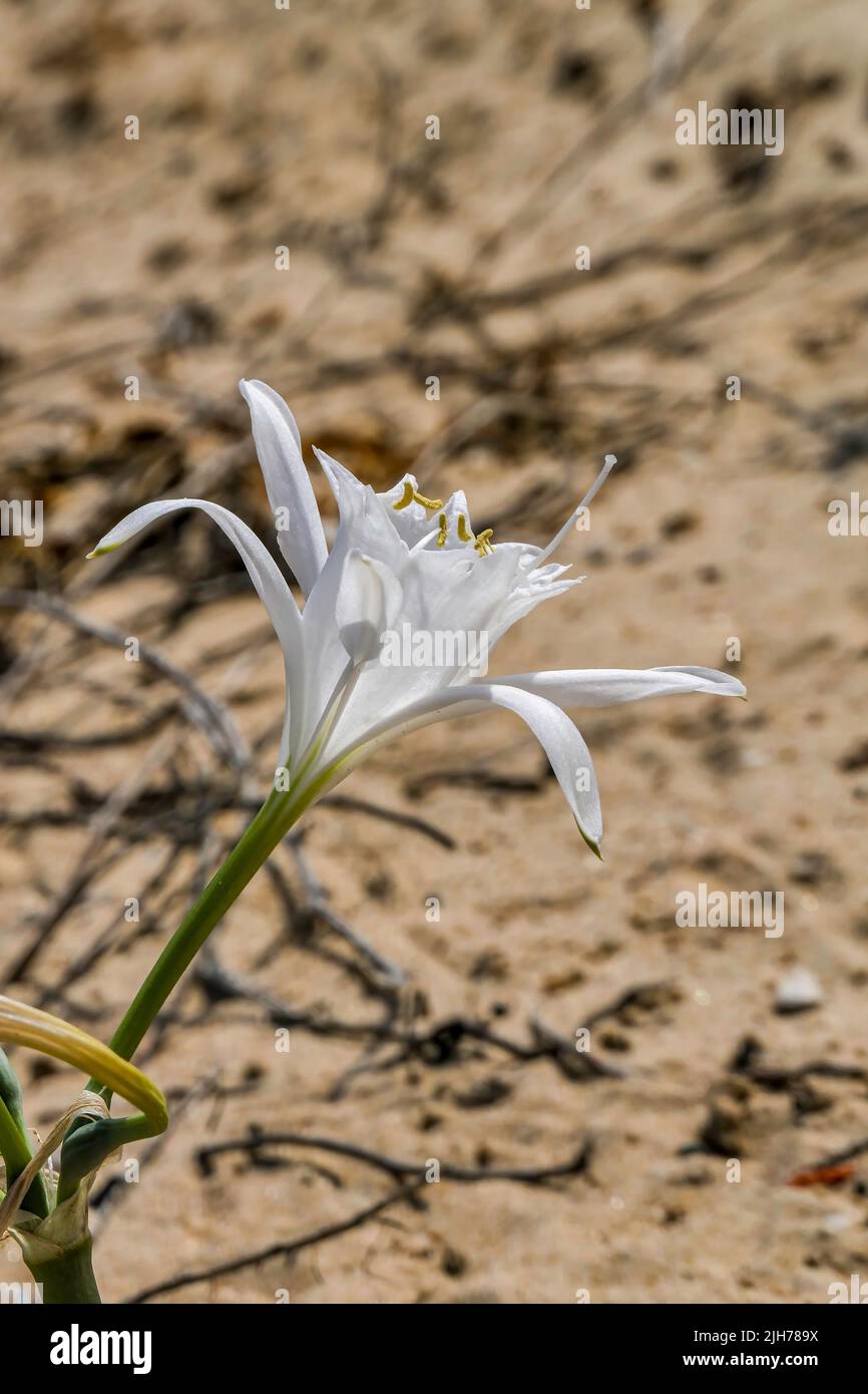 Sand lily or Sea daffodil closeup view. Pancratium maritimum, wild ...