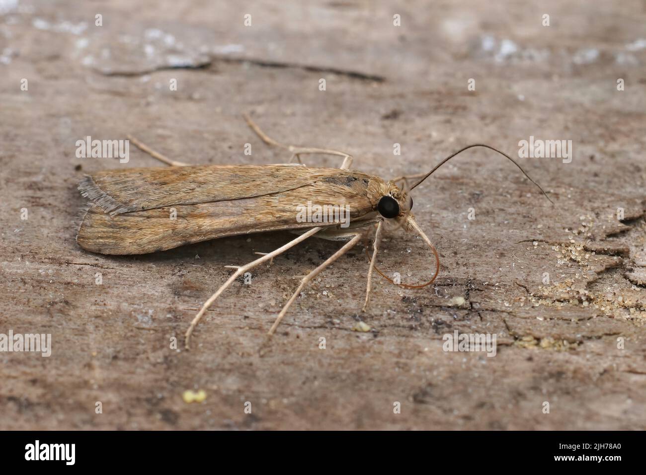 Veneer moth hi-res stock photography and images - Alamy